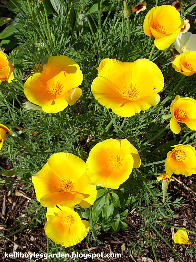 Kelli's Northern Ireland Garden: Poppy Show