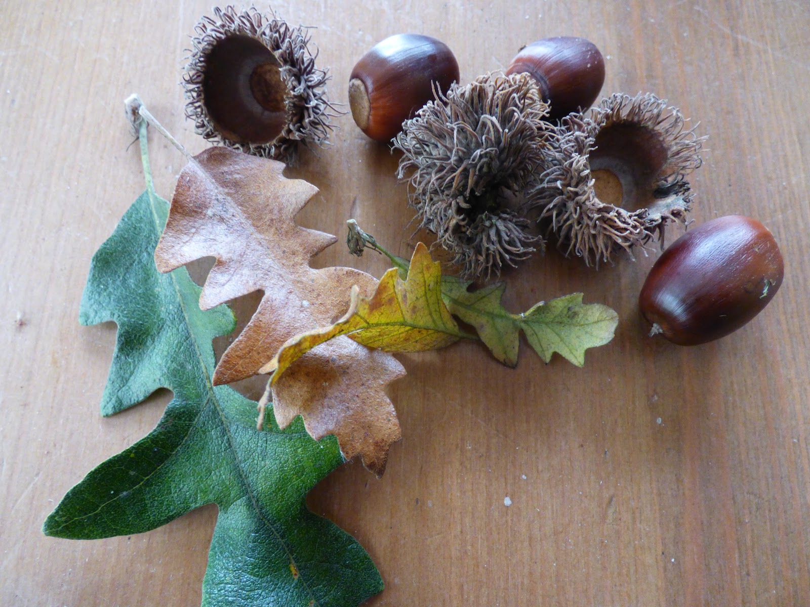 My Quiet Life in Suffolk: Our Turkey Oak