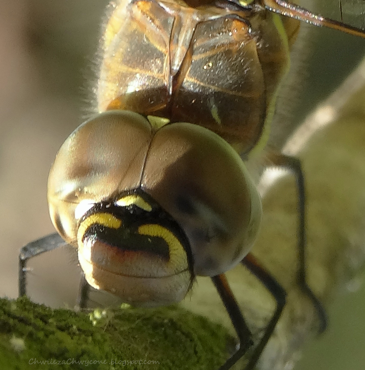 Chwile zaChwycone: Żagnica jesienna - samica