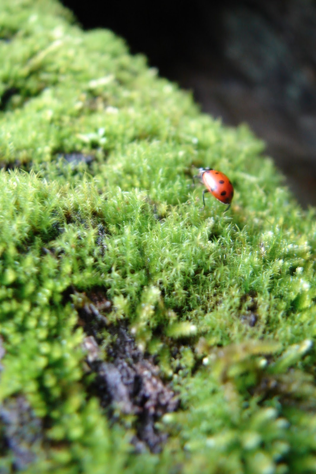 one thing leads to another: Where the Ladybugs Sleep