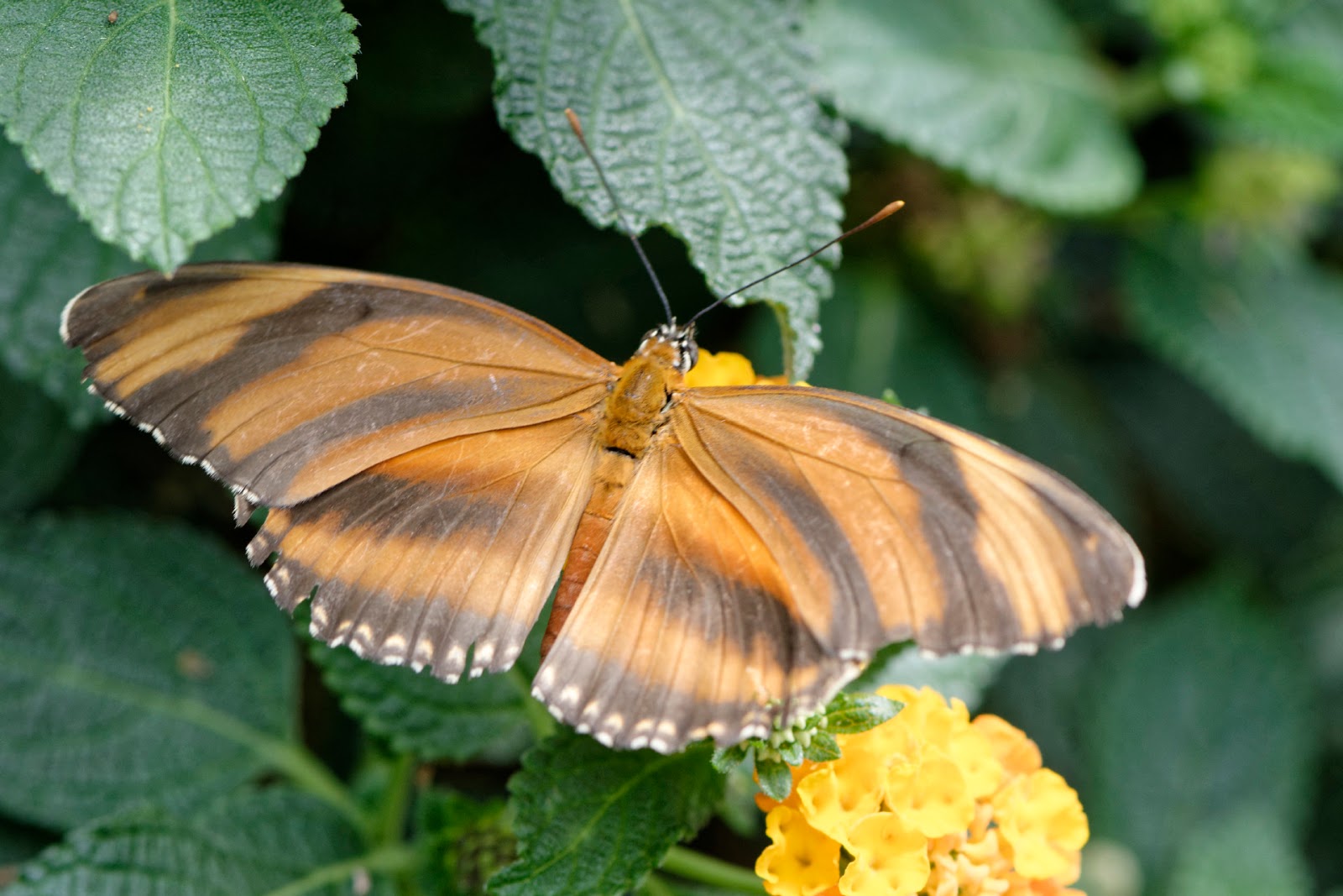 Macrophoto plaisir passion