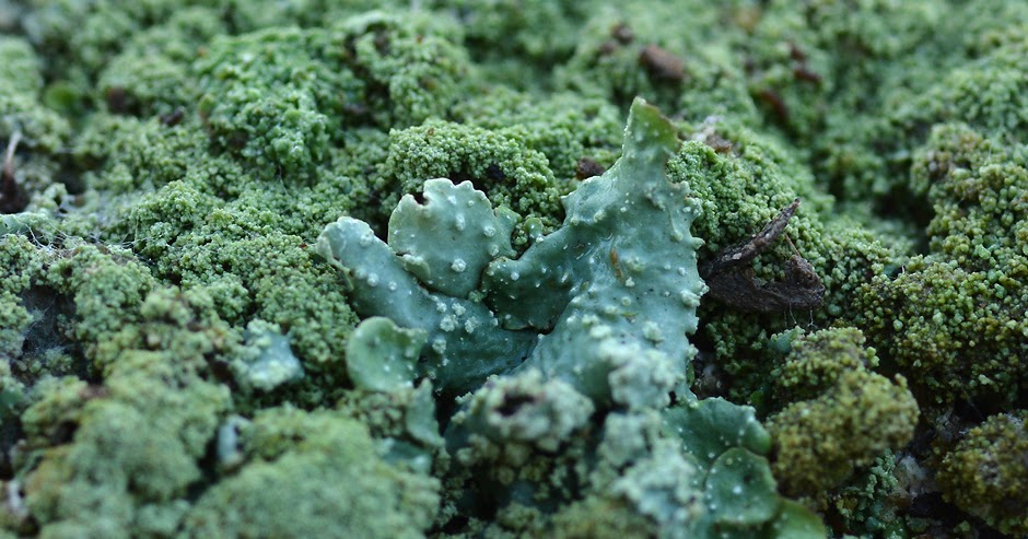 OBRAZY NATURY: Punctelia reddenda