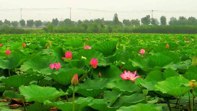 Hengshui Lake Tourism: 2016