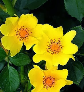 ดอกกุหลาบ : กุหลาบเบบี้ เลิฟ Baby love Rose