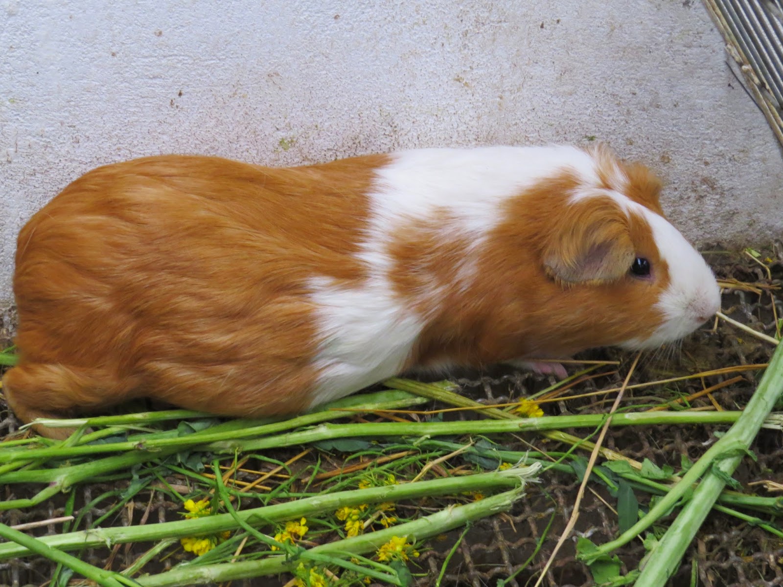 crianza y producción de cuyes