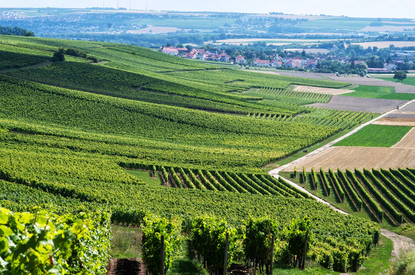 Reflections on Wine: Visiting the Rheinhessen