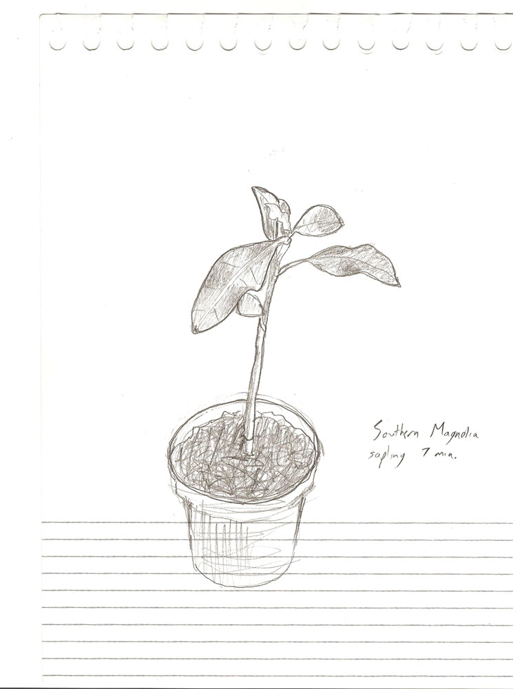 Sapling Drawing