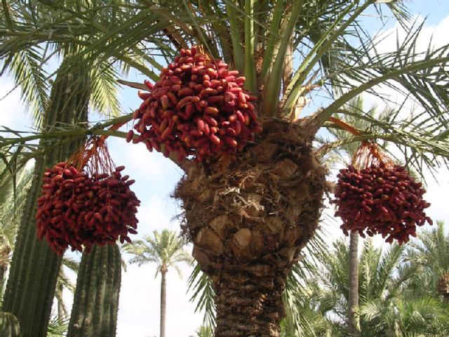 La Cultura del Oasis: Nuevos usos de los huertos de palmeras: El dátil ...