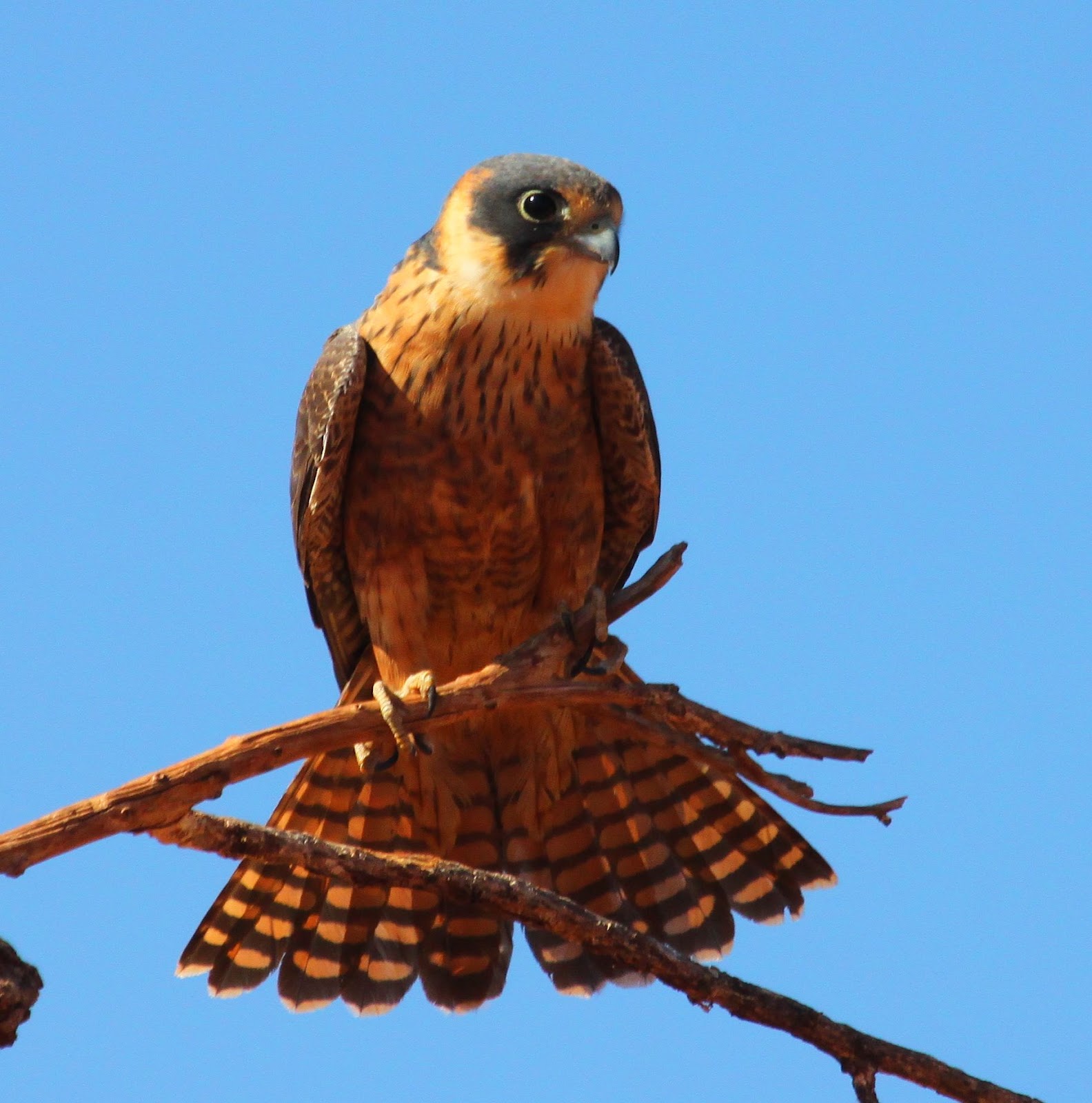 Richard Waring's Birds of Australia: Australian Hobby responds to ...