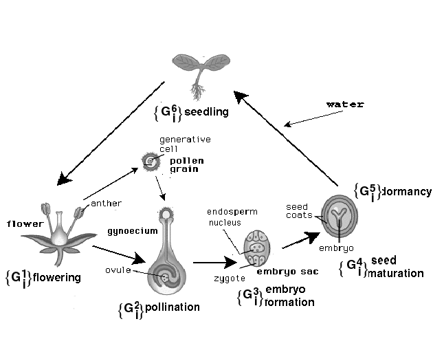 Horticulture - Plant identification, Care and Maintenance: Seeds
