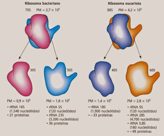 Biología y Geología Toni: 2º BACHILLERATO. TEMA 5. ÁCIDOS NUCLEICOS