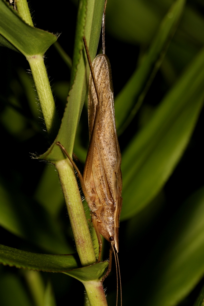Listening in Nature: Everyone Loves a Conehead!