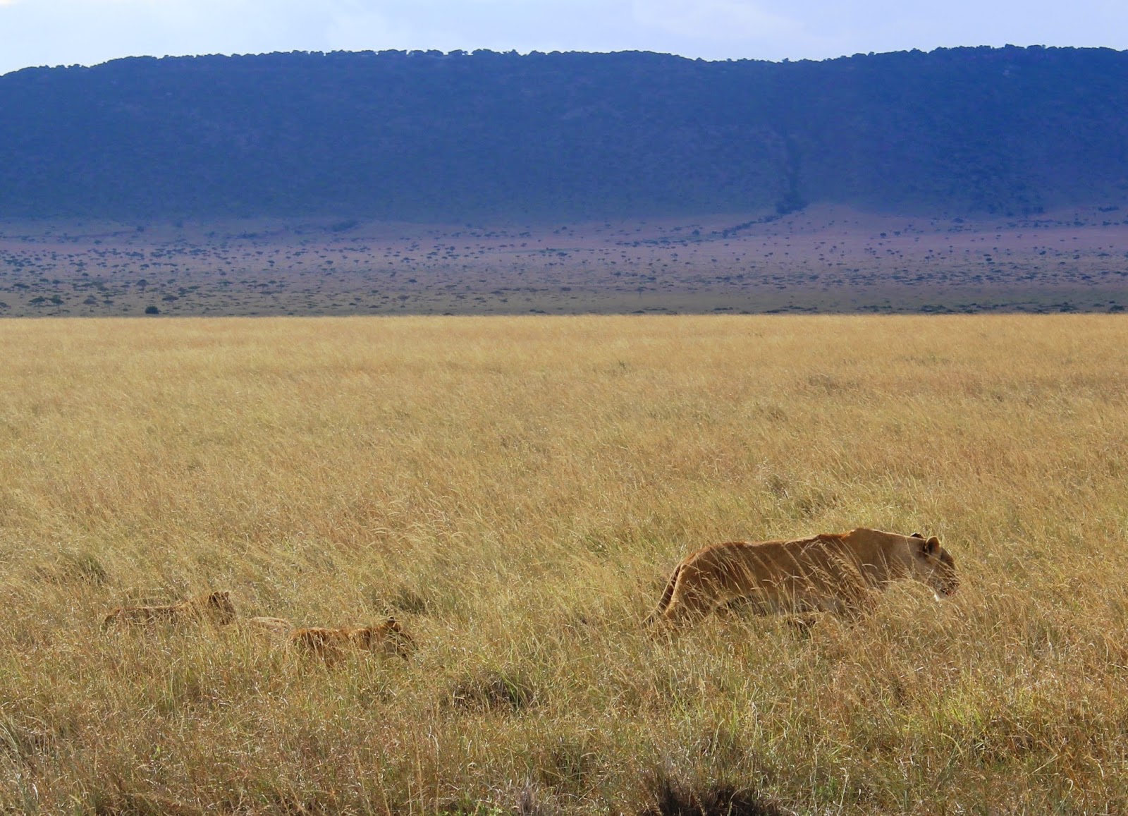 Souvenir Chronicles: AFRICA: MAASAI MARA LIONS (KENYA)