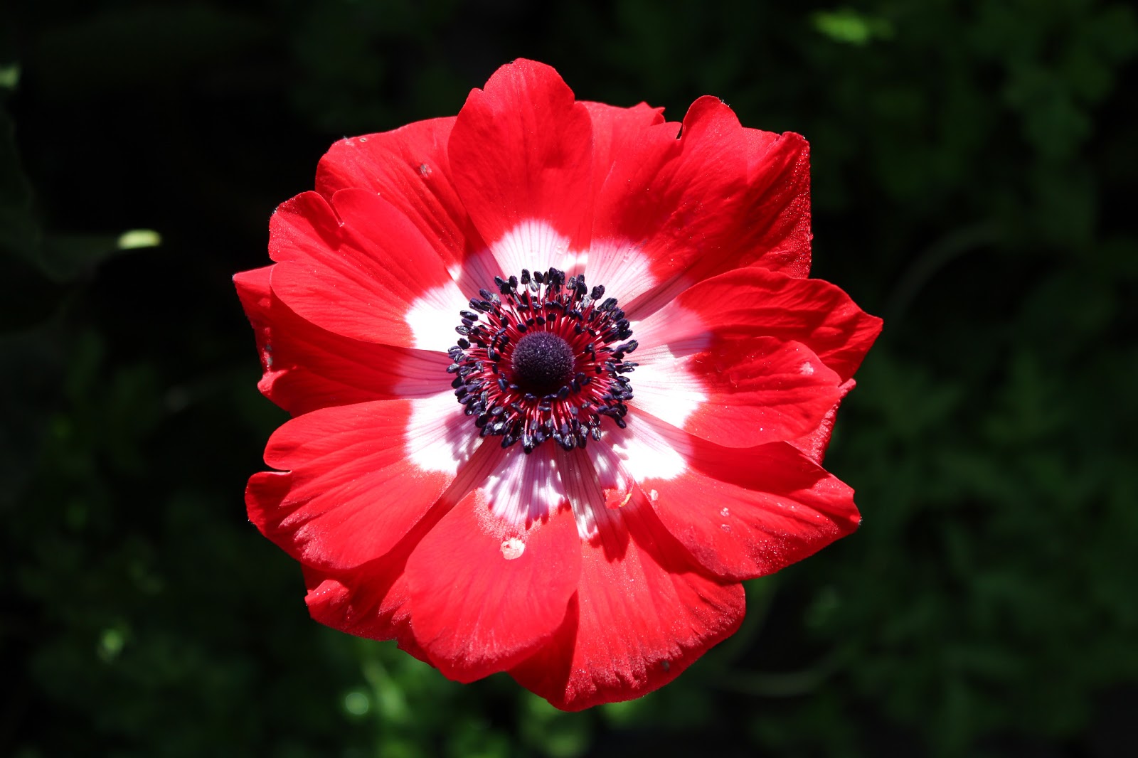 Florez Nursery: a red Anemone