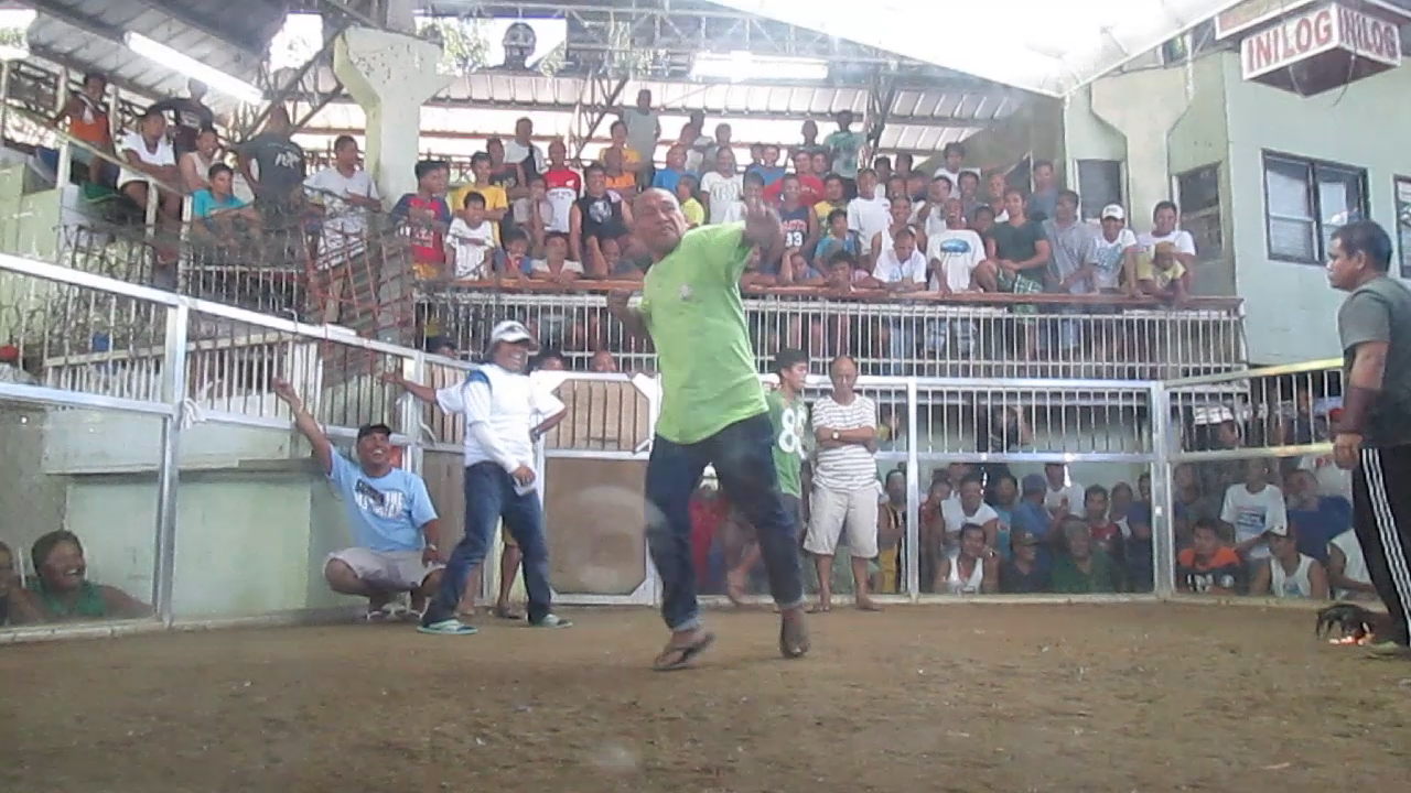 Sabong Pilipinas Fights - Tubigon Cockpit Arena, Bohol Fight # 12 ...
