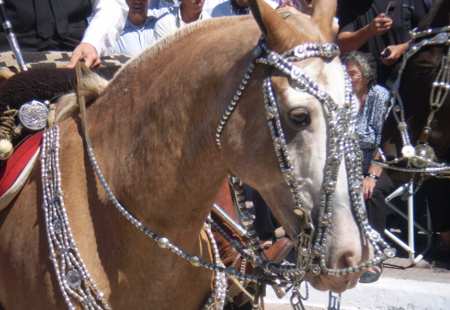 Orfebre Galo: Fiesta del Potrillo