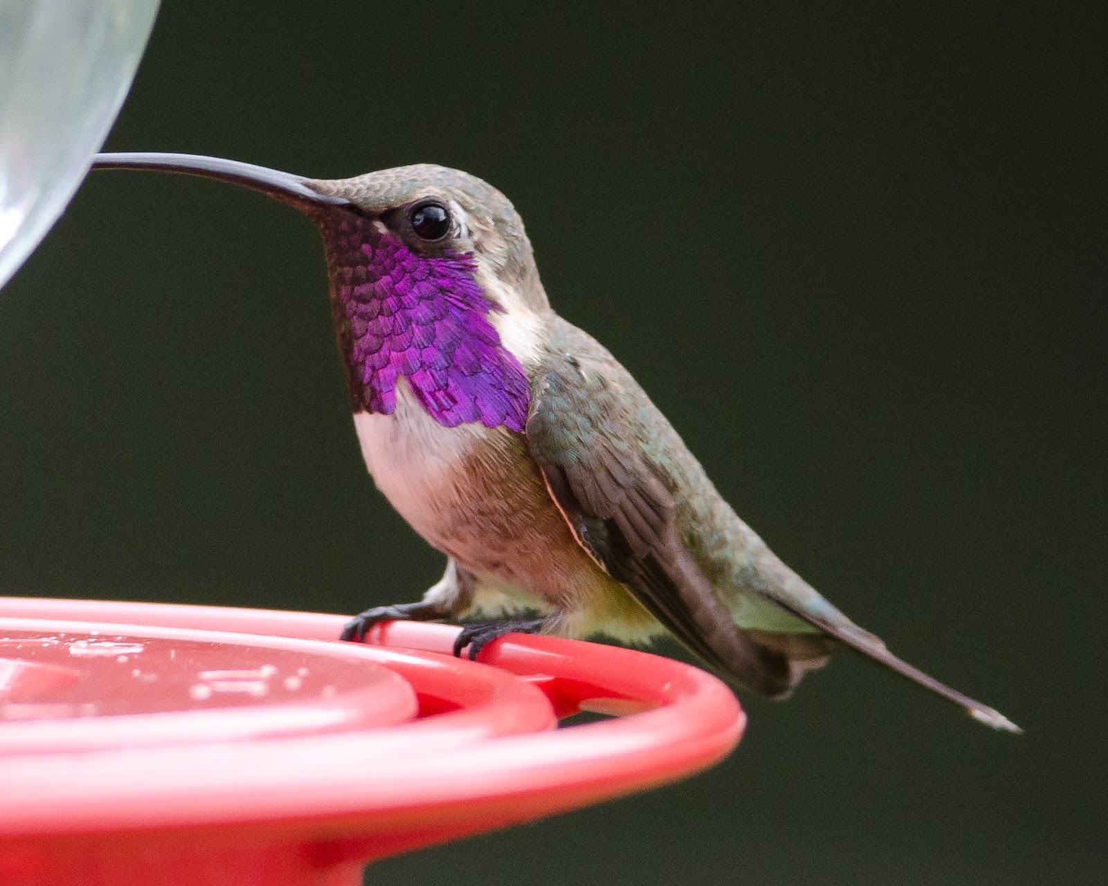 Gordon's Birding Adventures: Day 2 with Muriel & Tommy