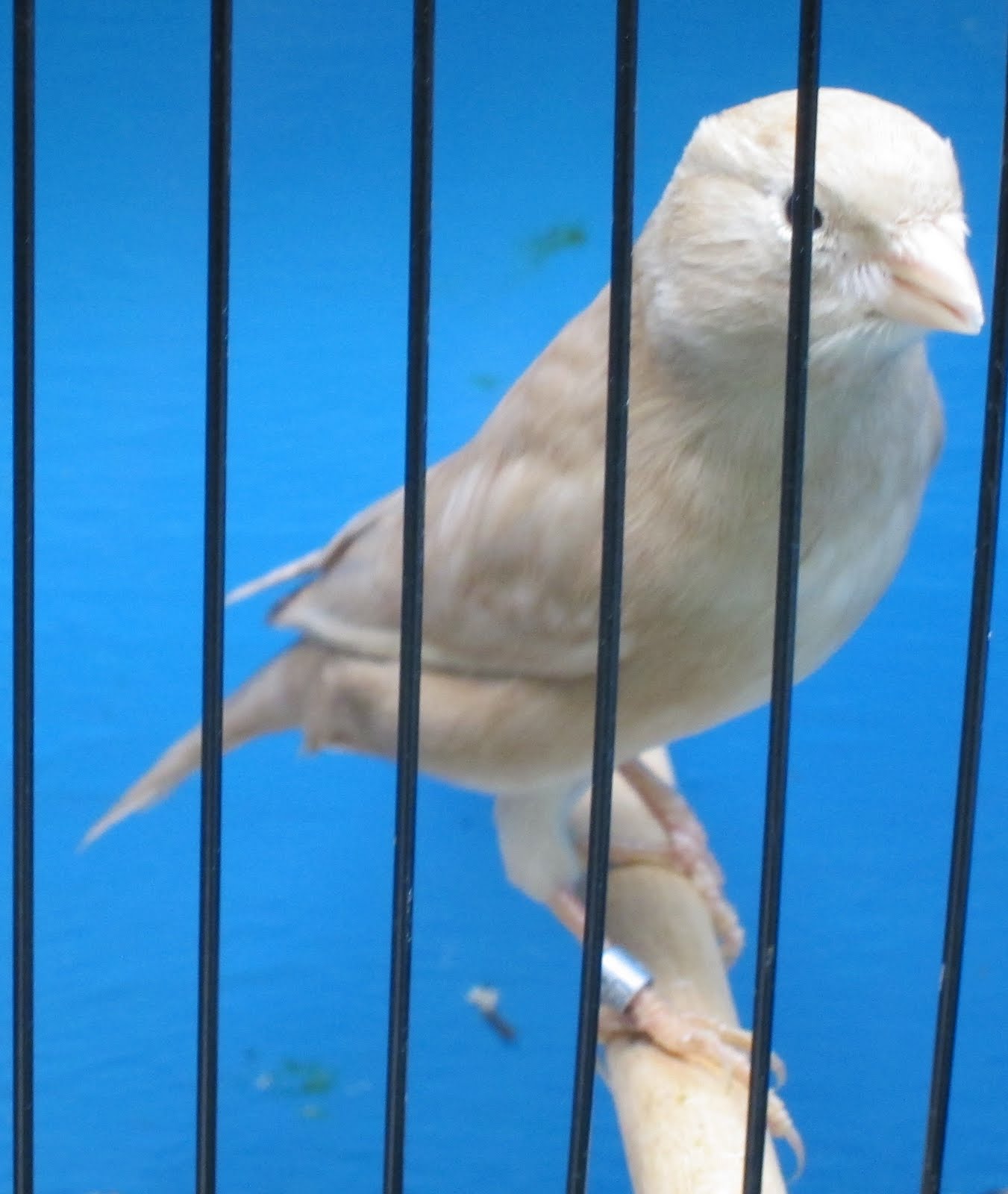 Canary Tales: Winners Florida Canary fanciers Bird Show