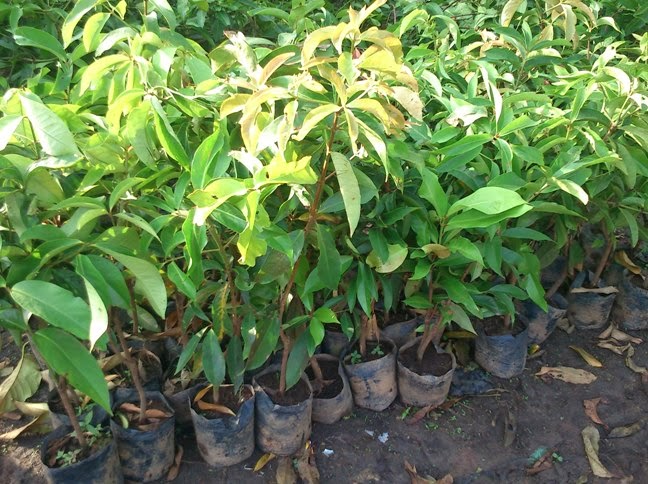 Pohon jambu monyet | jambu jamaika | tanaman jambu jamaica | Tukang Taman