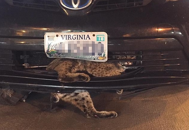 White Wolf : Bobcat smashed inside car grille survives 50-mile road ...
