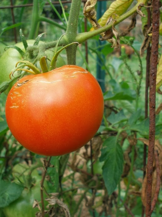 Thy Hand Hath Provided: Tomatoes: Cages, the Florida Weave or Trellises?