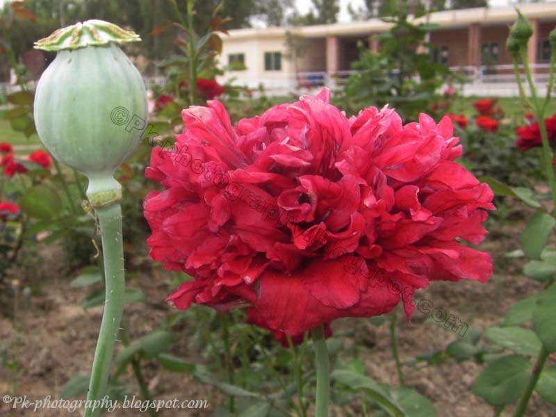 Opium Poppy Flowers | Nature, Cultural, and Travel Photography Blog