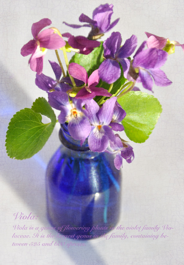Three Dogs in a Garden: Sweet Spring Violets