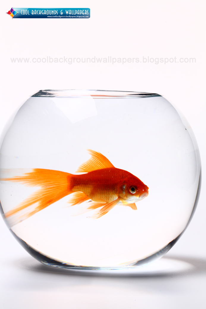Wallpapers And Backgrounds: Gold Fish HD Wallpaper