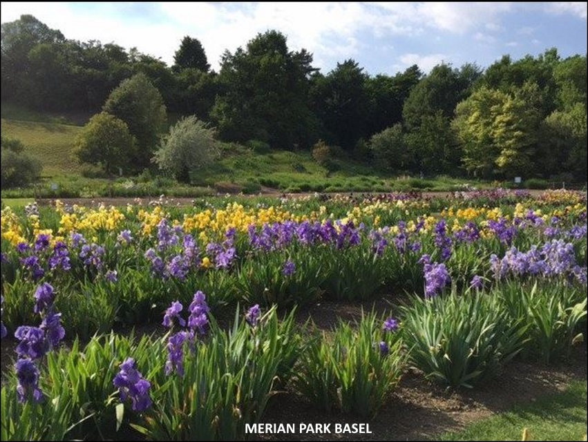 irisenligne: LES TRÉSORS DE MERIAN PARK