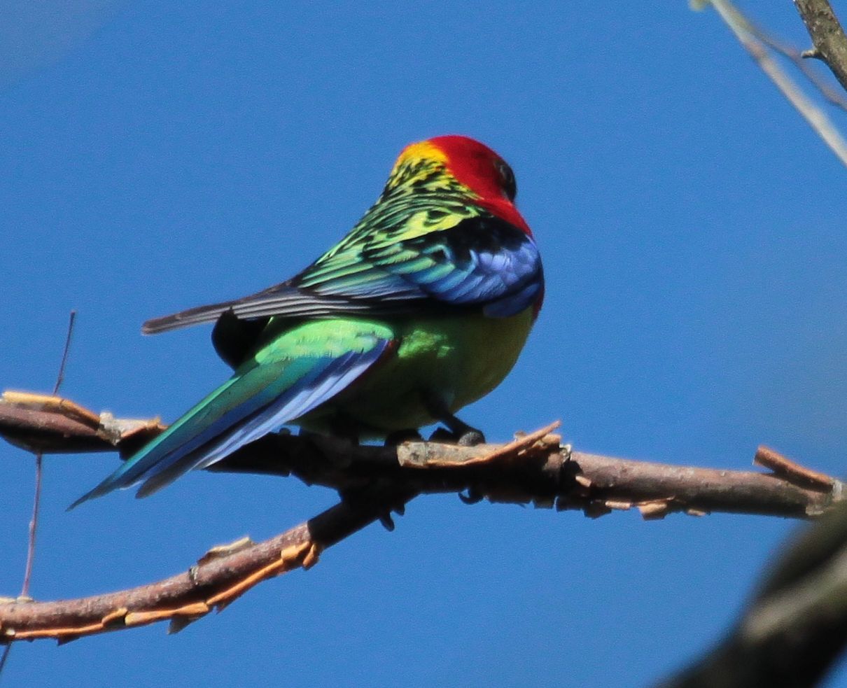 Richard Waring's Birds of Australia: just for a change, some Victorian ...