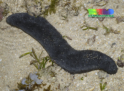 EKOGEO: BIOTA LAUT INDONESIA YANG DIKONSUMSI