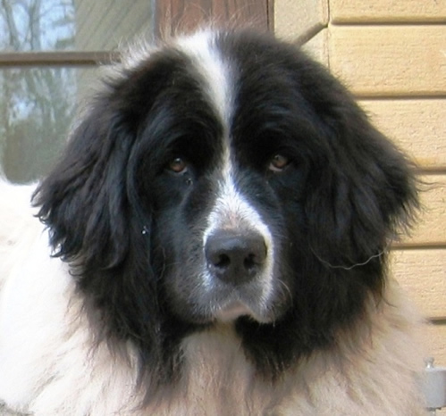Elogio da Paixão : Landseer – Landseer European Continental Type