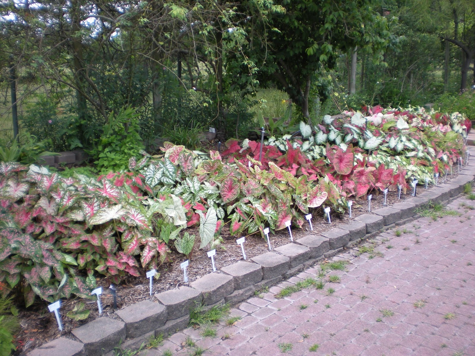 Caladium «caladio» - Id Plantae