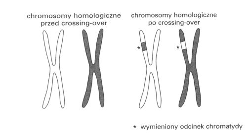 Biologia ogólna: 8. Komórka - Mejoza