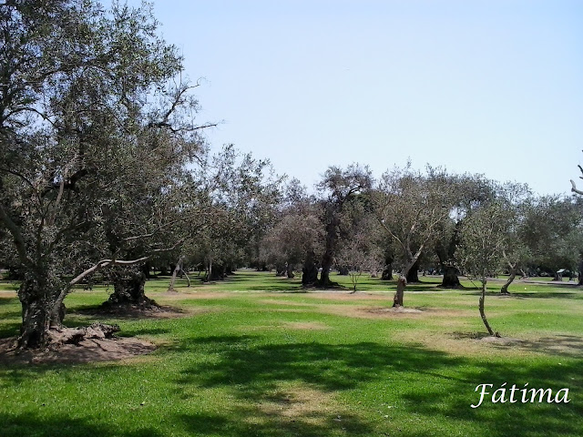 Fátima Rodríguez Serra: Bosque El Olivar de San Isidro