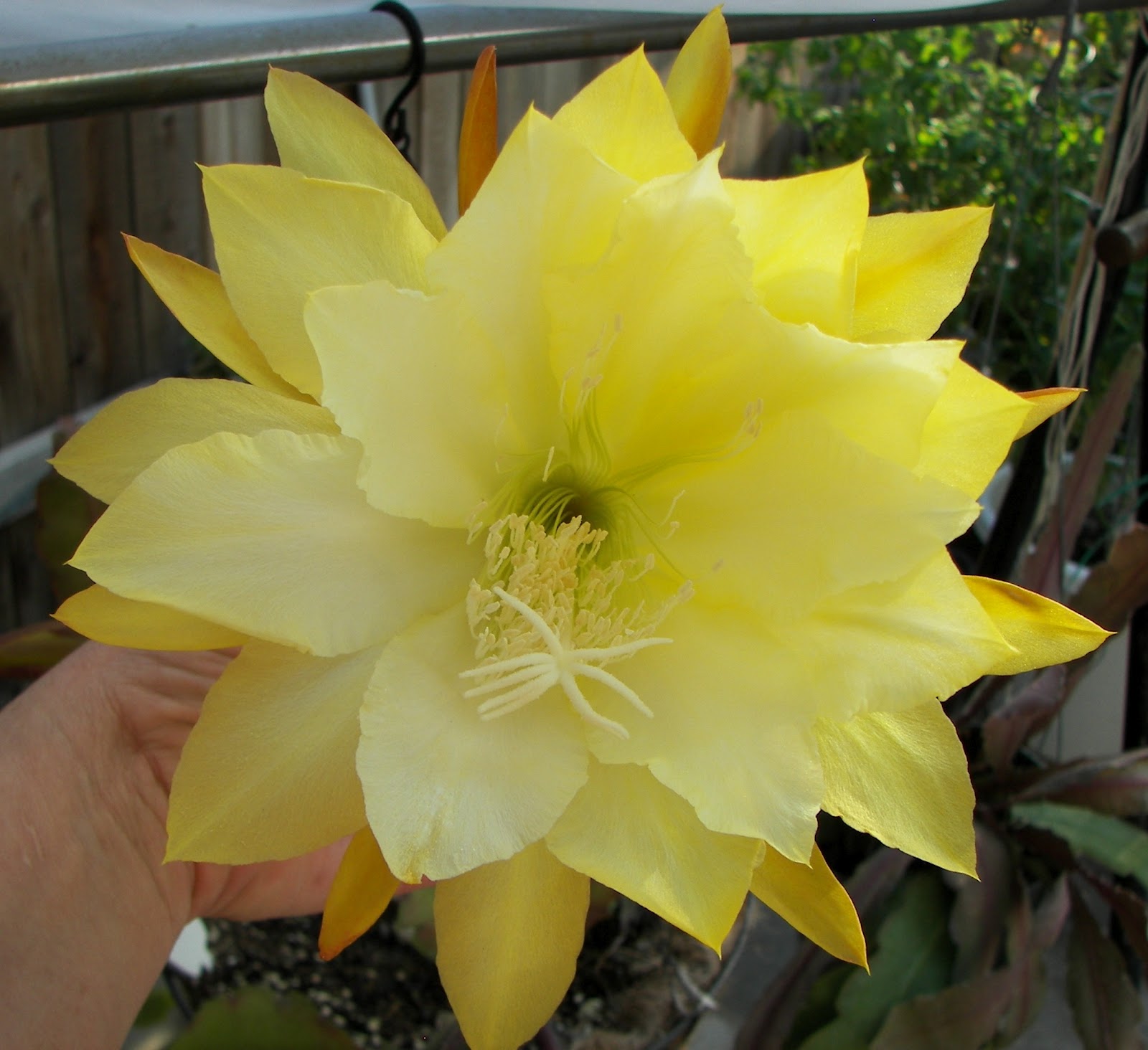 The Epiphyllum Garden: 'Princess Kelly S'