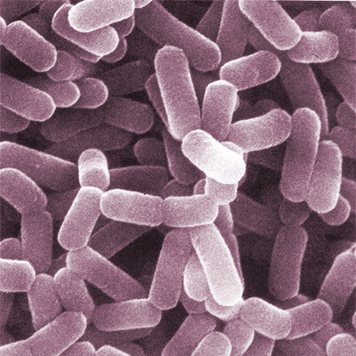 Variety of Life: Lactobacillus