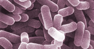 Variety of Life: Lactobacillus