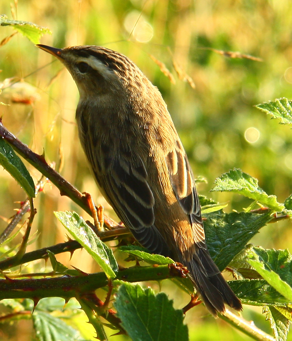 Teifi Ringing Group: Sedge Warbler - juveniles and numbers