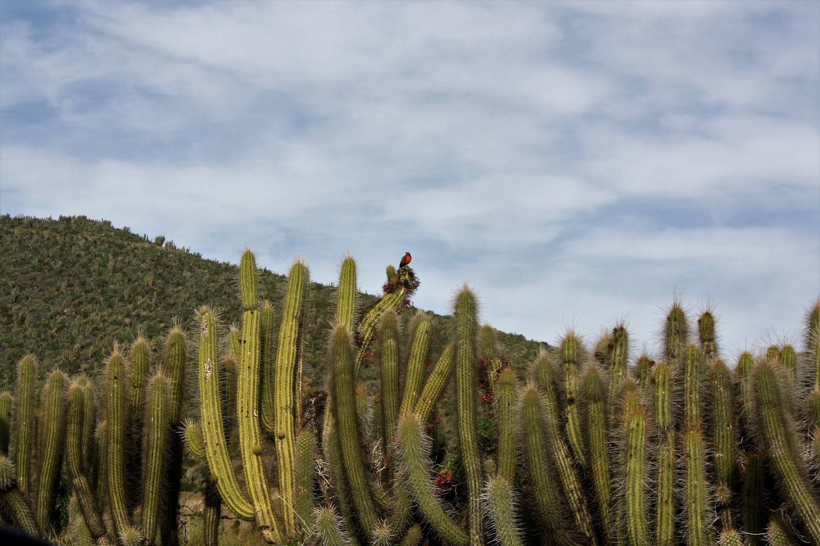 Origen Limarí: Flora y Fauna