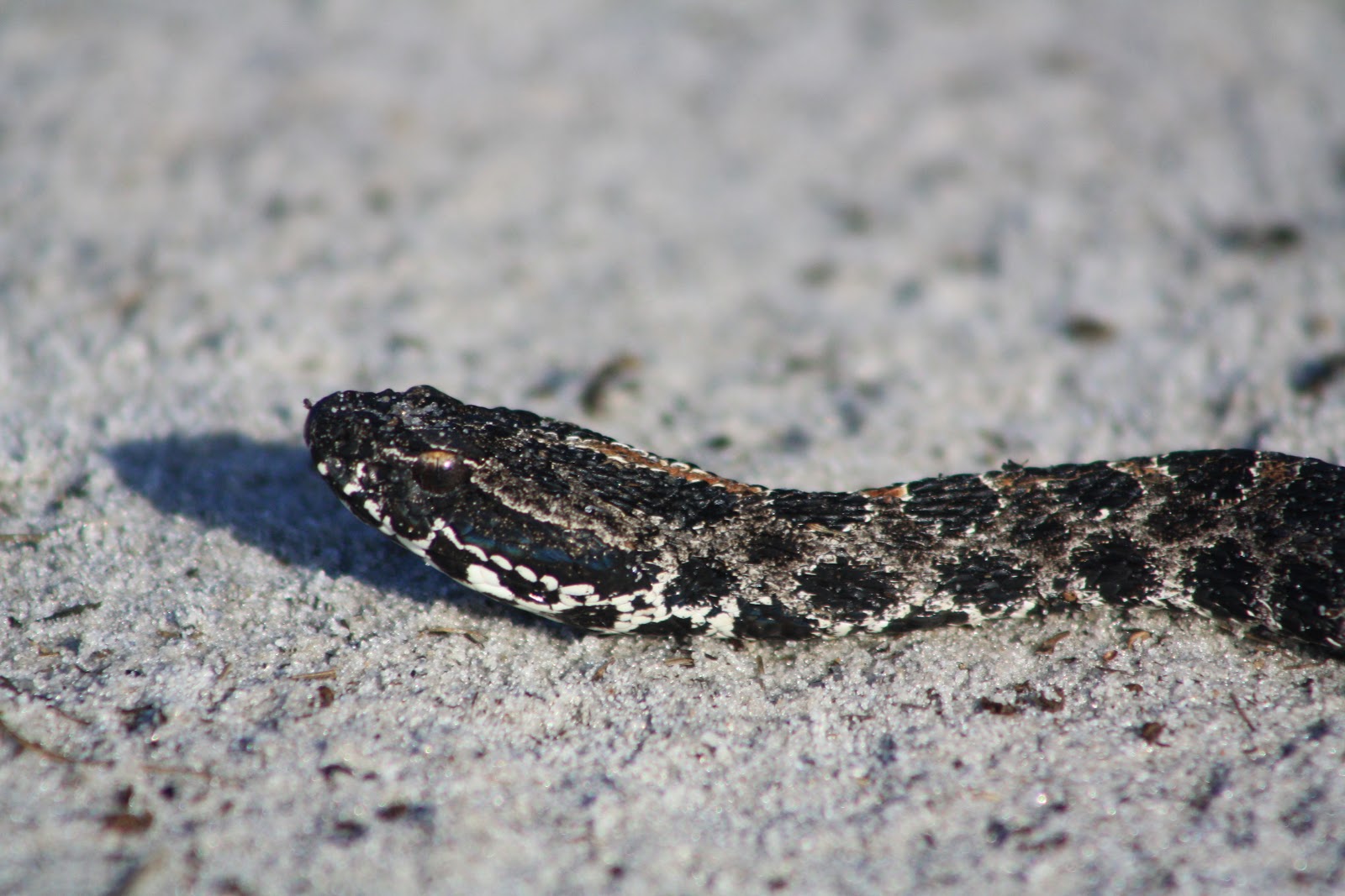 Panther Island Adventures: Critter of the Week Feb. 14: Dusky Pigmy ...