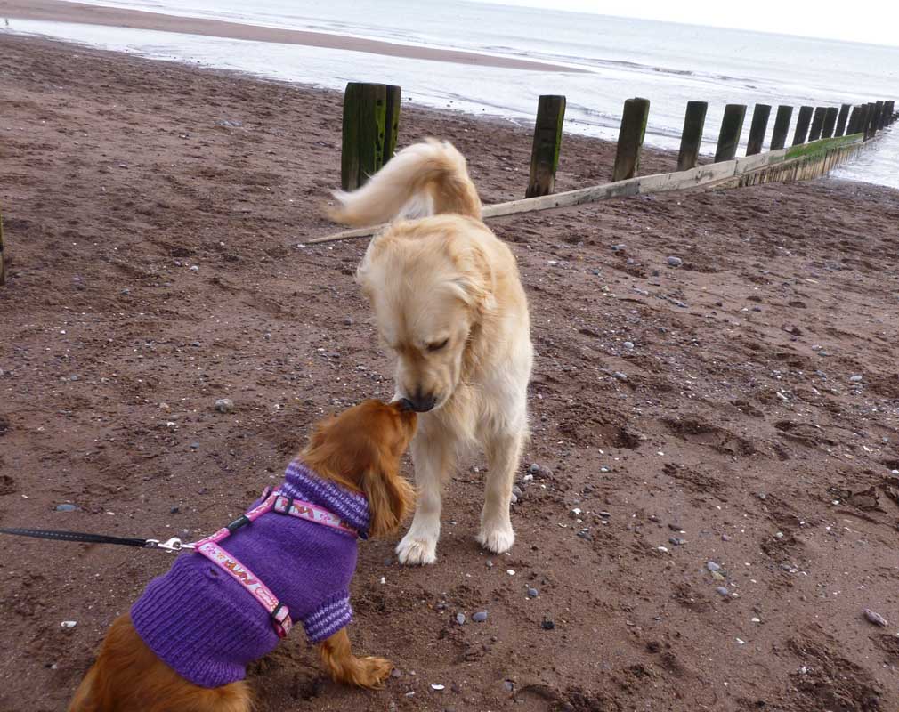 Soggibottom: High Tide and The Girl Rona.