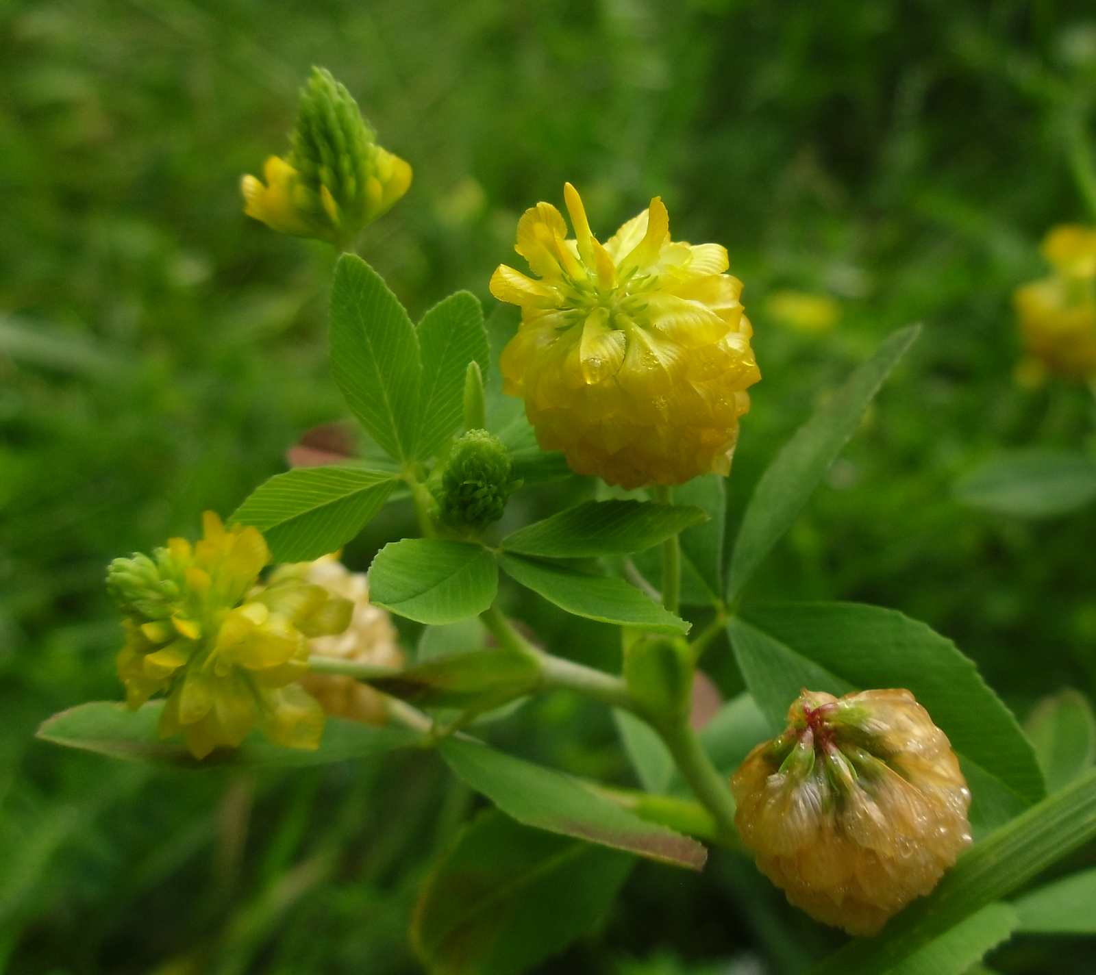 Roadside Field Notes: 2017