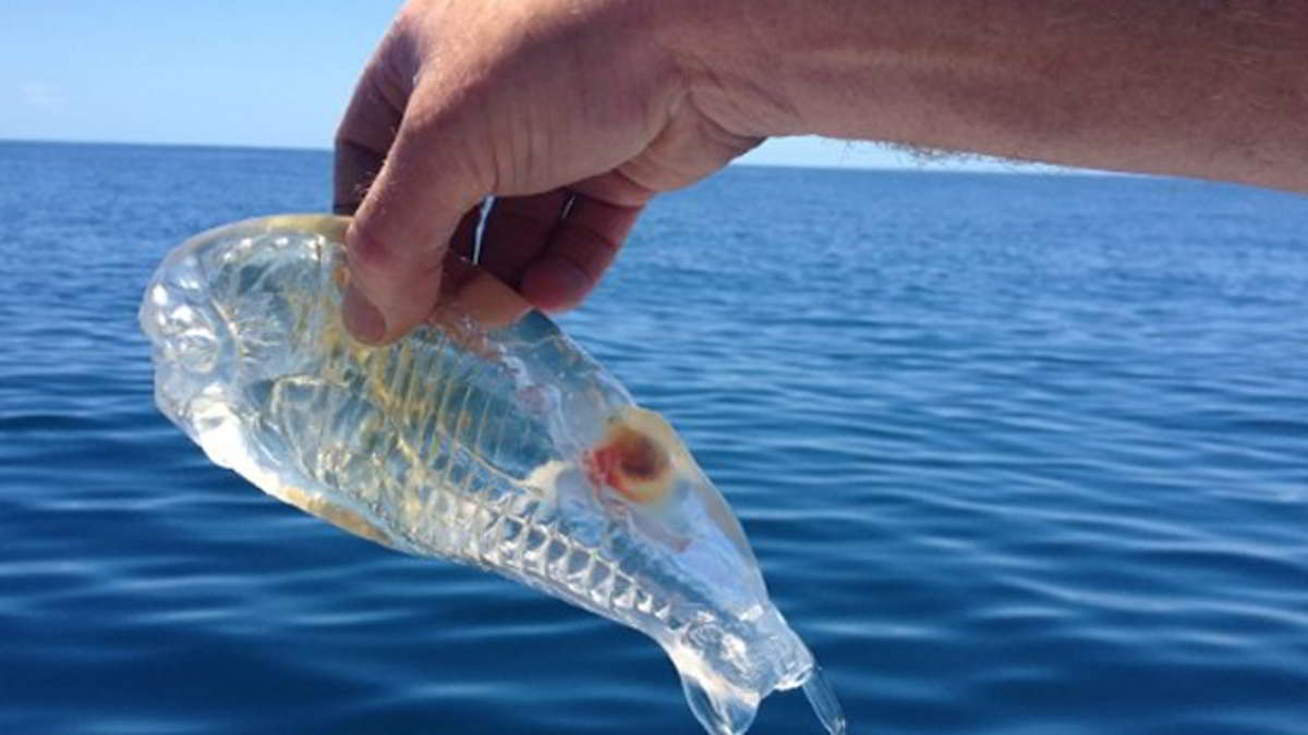 Sorprendente: Descubren pez que se creía extinto