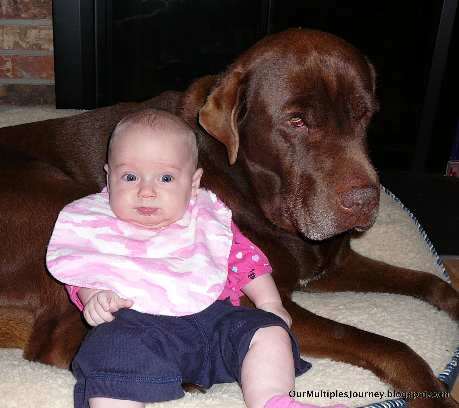 Our Multiples Journey: A dog-gone sad goodbye...