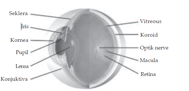 3 Otot Penggerak dan Fungsi Bola Mata manusia - Catatan Pelajar
