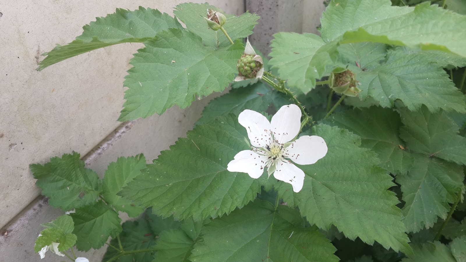 Jacot's Garden: Youngberry/Booysenberry/Blackberry