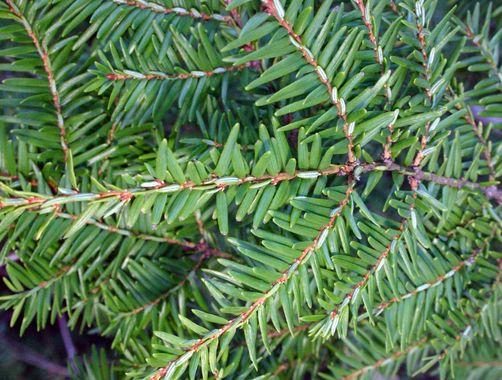 Trees Planet: Tsuga canadensis - Eastern Hemlock