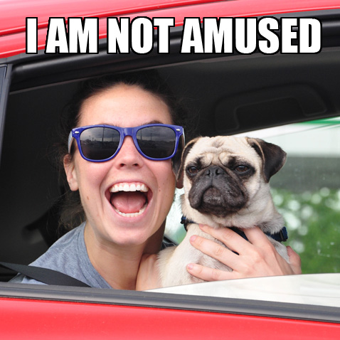 The Chad Experience: I AM NOT AMUSED - Pug Meme