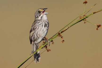 VanOrman Roadtrips: The Cape Sable Seaside Sparrow in the Everglades